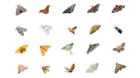 Different Types Of Moth