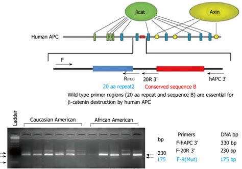 Schematic Representation Of Human Apc Gene And Design Of Appropriate