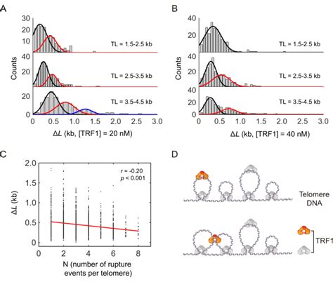 Analyzing Telomeric Protein Dna Interactions Using Single Molecule