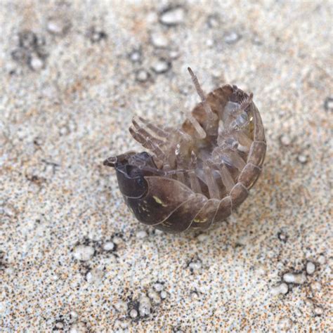 11 Cool Facts About The Roly Poly Gulo In Nature