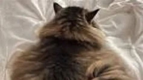 Universal Script C LMAN SCRIPT HUB Roblox Scripts ScriptBlox