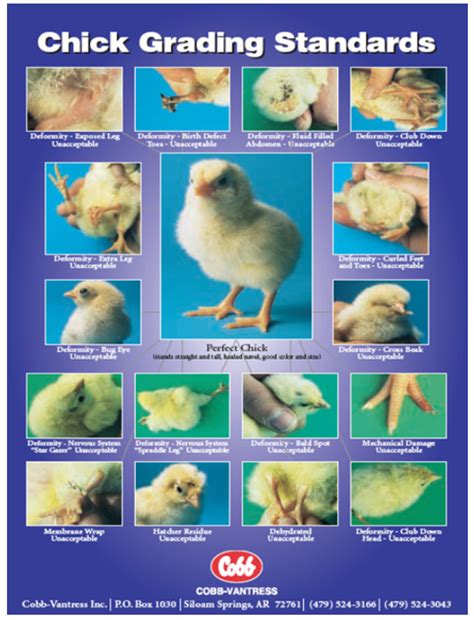 Chick Quality And Grading The Poultry Site