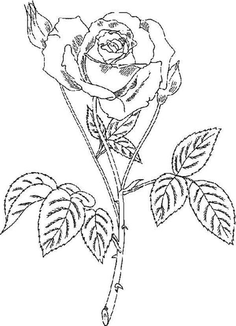 Thorn Coloring Pages At Getdrawings Free Download