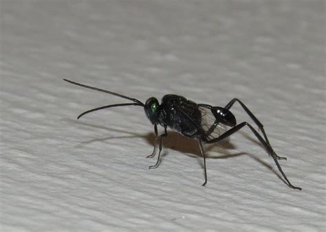 Cockroach Egg Parasite Wasp Never Fear Evania Appendigast Flickr
