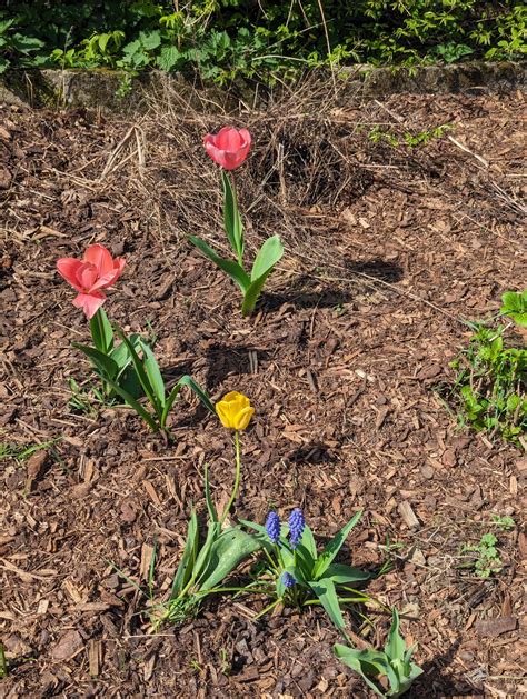 Spring As Finally Sprung In My Garden Rgardening