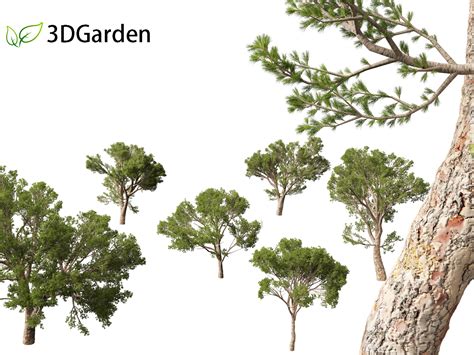Pinus Halepensis The Aleppo Pine 3d Model 3dgardenplants