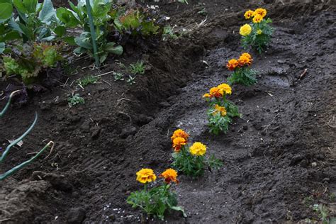 How Do I Get Rid Of Nematodes In The Fall Ask Aggie