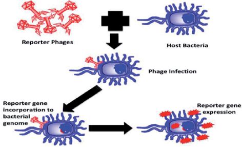 Figure 1 From Applications Of Phage Based Biosensors In The Diagnosis