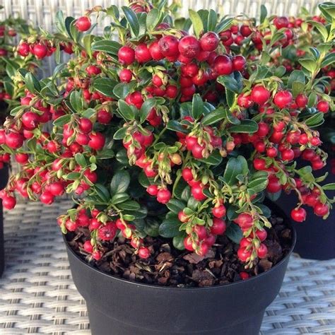 Berberidopsis Corallina Coral Plant Artofit