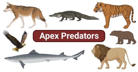 Examples Of Apex Predators And Their Ecological Impact