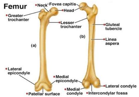 Linea Aspera Of Femur Femur Thigh Bone