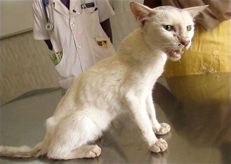 Cat With Pyothorax Showing Oral Breathing Download Scientific Diagram