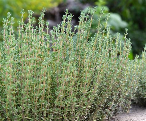 Plants For Gravel Gardens That Will Love Dry Conditions Homebuilding