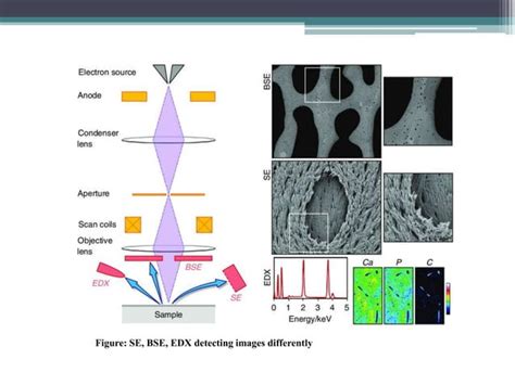 Scanning Electron Microscopy Advantages Application And Disadvantages