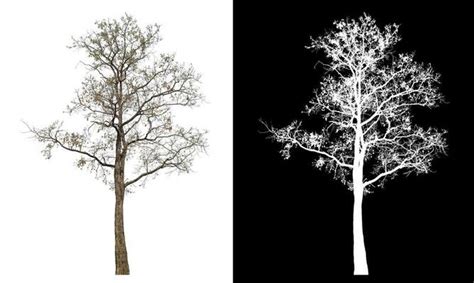 Black Background Tree Stock Photos Images And Backgrounds For Free Download