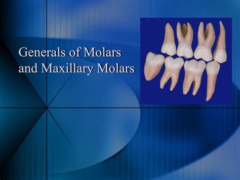 Morphology Of Mandibular 1st 2nd 3rd Molars Teeth Ppt