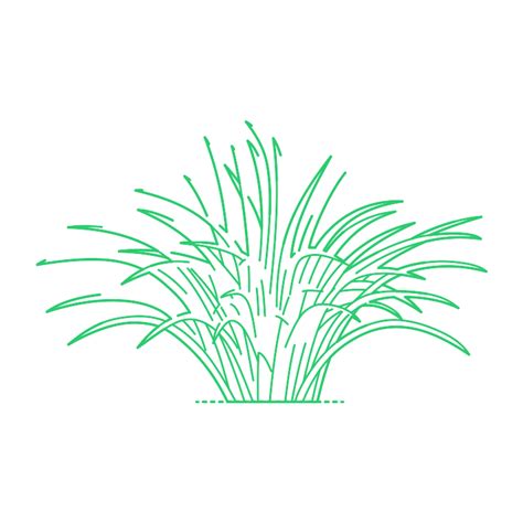 Tussock Grass Poa Labillardierei Dimensions And Drawings