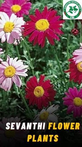 Full Sun Exposure Chrysanthemum Sevanthi Flower Plants Packaging Type