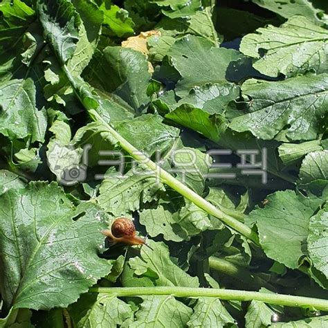 달팽이 열무 물 반사 햇빛 사진 이미지 일러스트 캘리그라피 Caracola작가