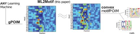 Ml2motif—reliable Extraction Of Discriminative Sequence Motifs From