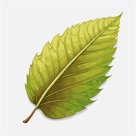Premium Vector Leaf Background Vector