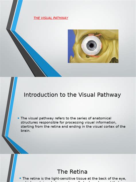 the visual pathway pdf visual system visual cortex