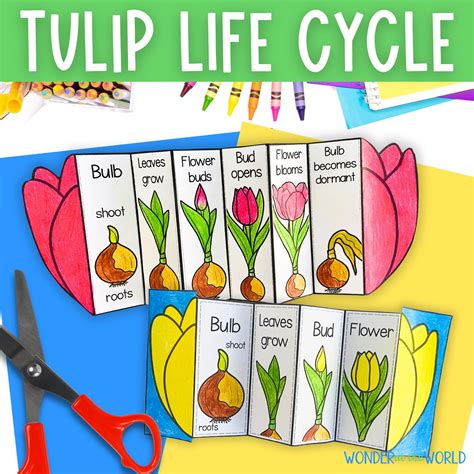 Life Cycle Of A Tulip Plant Foldable Sequencing Activity Science Craft