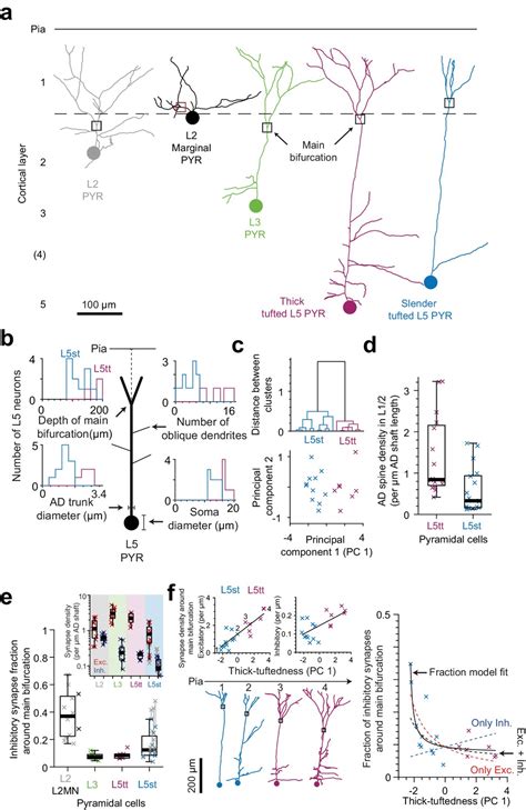 Cell Type Specific Innervation Of Cortical Pyramidal Cells At Their Apical Dendrites Elife