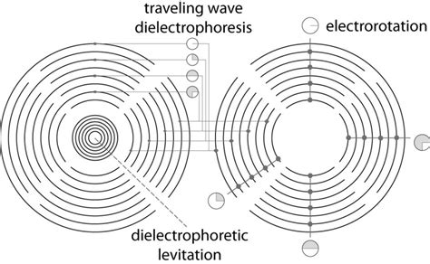 Electrodes For Measuring Cell Properties By Dielectrophoretic Download Scientific Diagram