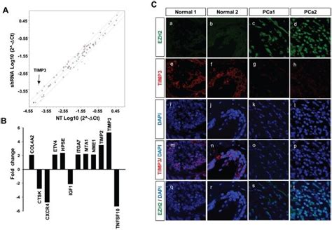 A Rt2 Profiler Pcr Array For Human Tumor Metastasis Genes In Du145 Download Scientific