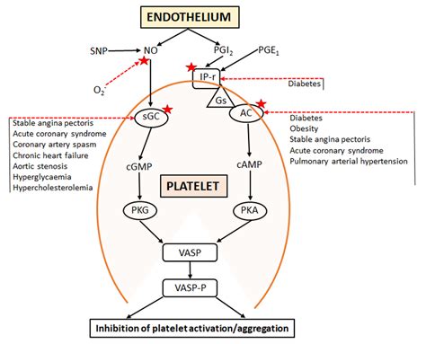 Platelet Aggregation