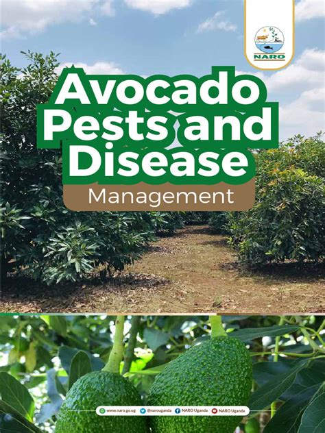 Avocado Pests And Disease Management Pdf Pest Organism Fertilizer
