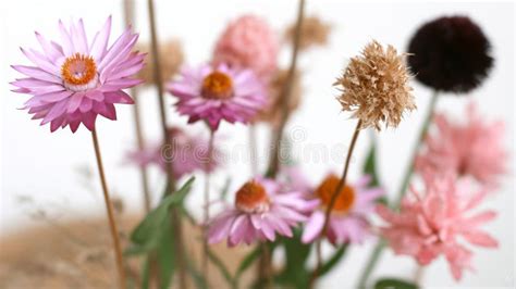 Macro Close Up Shows Several Xeranthemum Flowers With Dried Pink And