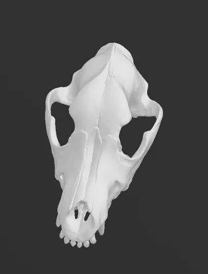 Dog Skull 3d Scan Skull Only By Solartim Makerworld Download Free 3d