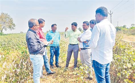 అధిక సాంద్రత పత్తి సాగును పరిశీలించిన శాస్త్రవేత్తలు Scientists Have Looked At High Density