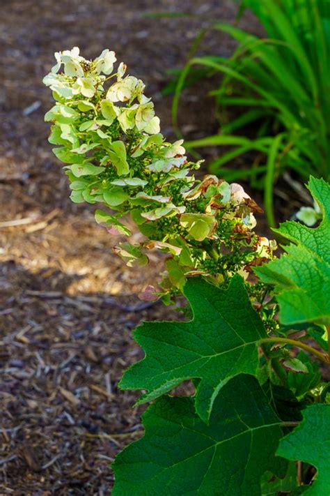 Gardens Ruby Slippers Dwarf Oakleaf Hydrangea Information