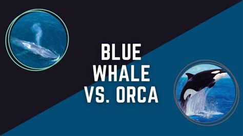 Blue Whale Vs Orca Battle Of The Giants
