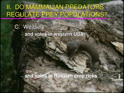 Ppt Population Level Effects Of Predation Powerpoint Presentation