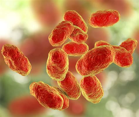 Pneumococco Cosè Come Si Prende Infezioni E Rischi