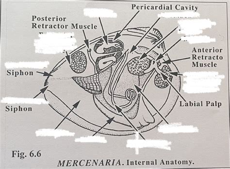 The Internal Features Of A Bivalve Clam Left Valve