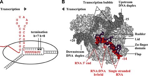 The Termination Hairpin And The Structure Of Transcription Elongation Download Scientific
