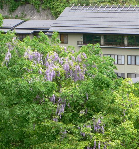 藤龍館の写真（画像） ホテル・旅館の宿泊予約はrelux（リラックス）