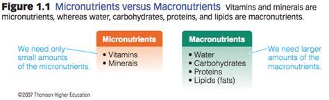 HCS Names Functions Macro Nutrients And Micro Nutrients Digestion Absorption