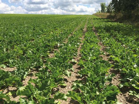 ‘power Up Weed Control To Boost Sugar Beet Crops Anglia Farmer Magazine