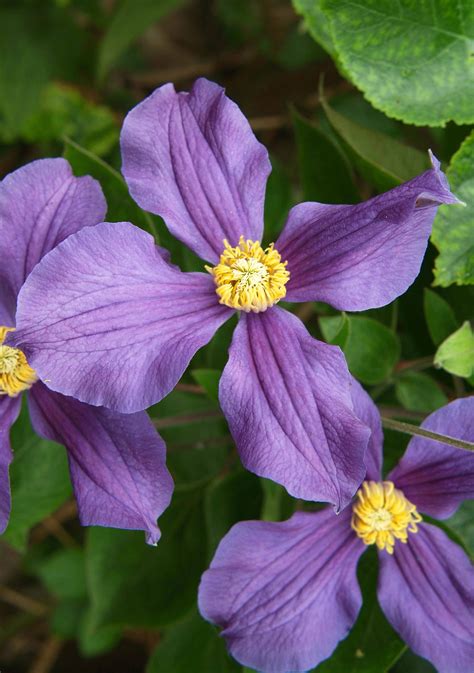 Clematis ianthina (71 фото) - фото - картинки и рисунки: скачать бесплатно