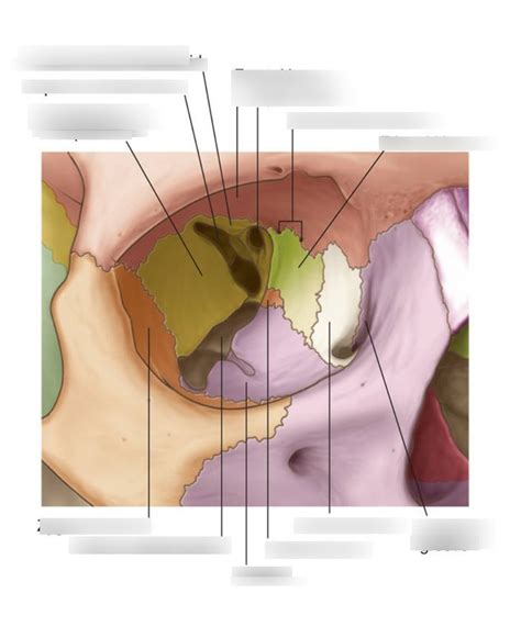 Diagram Of Bony Orbit Quizlet