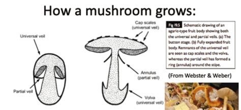Fungi Final Flashcards Quizlet