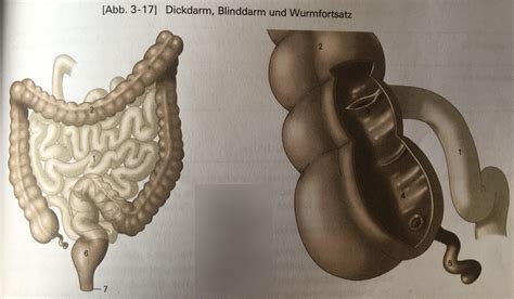 Humanbiologiedickdarm Diagram Quizlet