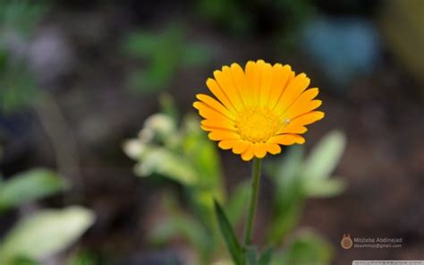 나만의 예술 서양자수 함께 놓아요 광화문 풀잎문화센터 네이버 블로그
