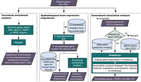 The Flowchart Of Gene Based Functional Analysis For All Functional Download Scientific Diagram